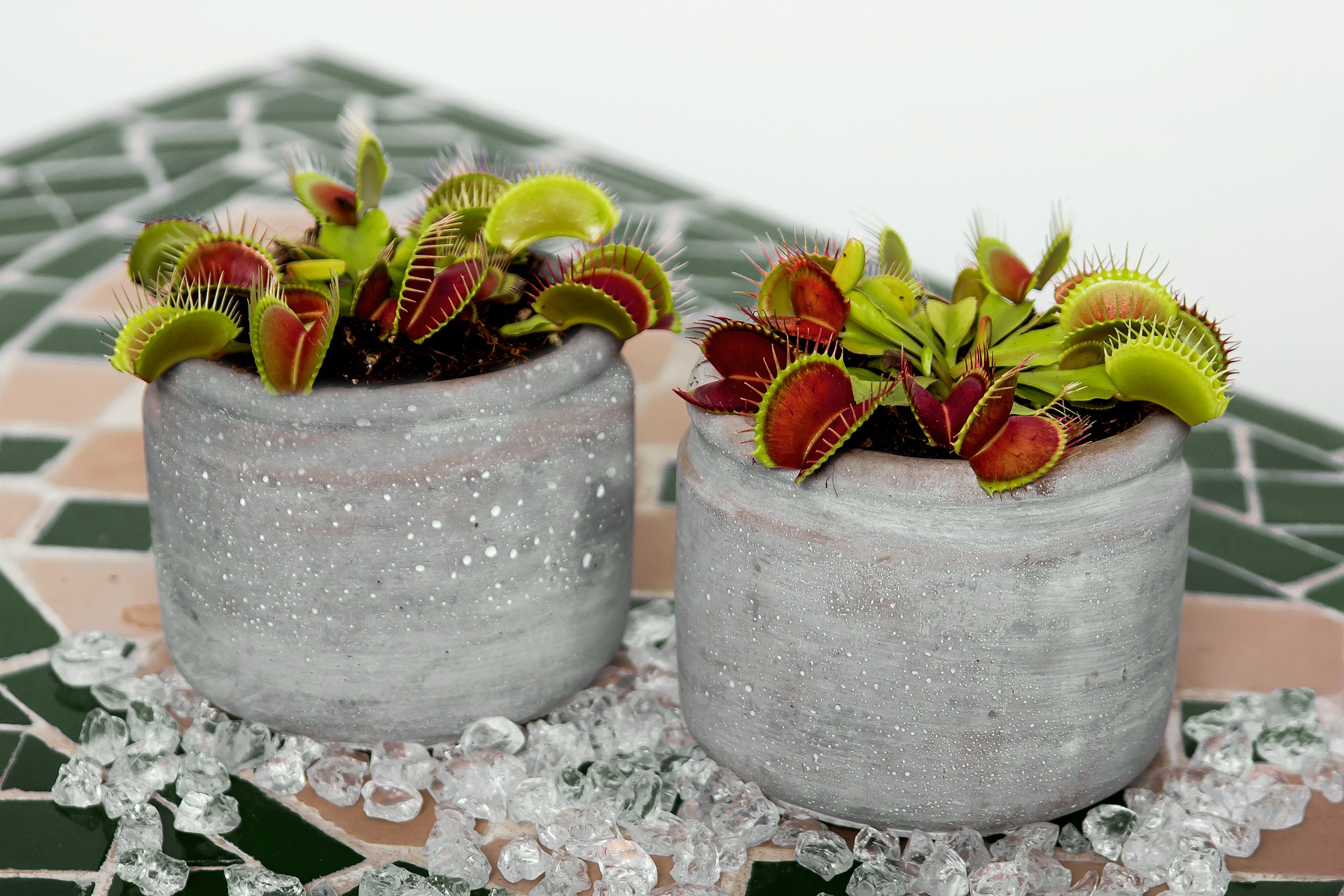 Venus Flytrap Facts For Kids Fun Facts About The Venus Fly Trap We Venus Flytrap Facts For Kids Fun Facts About The Venus Fly Trap We
